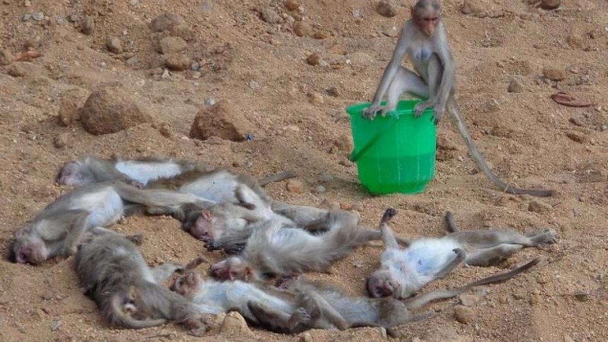 11 monkeys found dead at Natrampalli - The Hindu