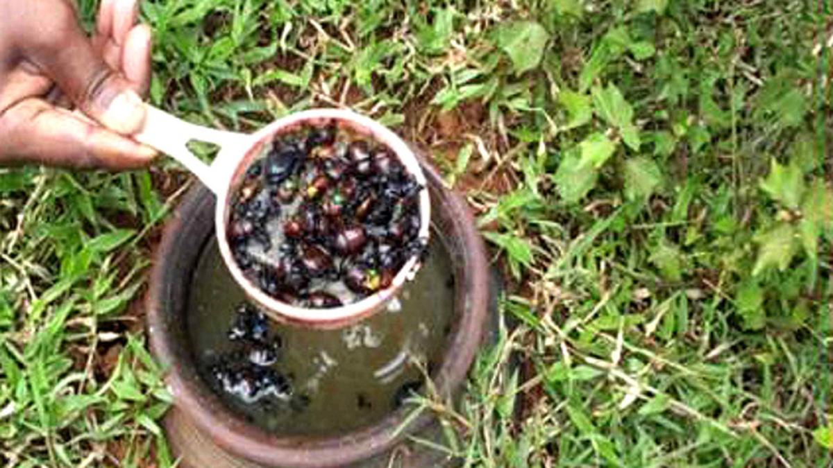 Fermented castor solution traps pests of sugarcane, groundnut - The Hindu