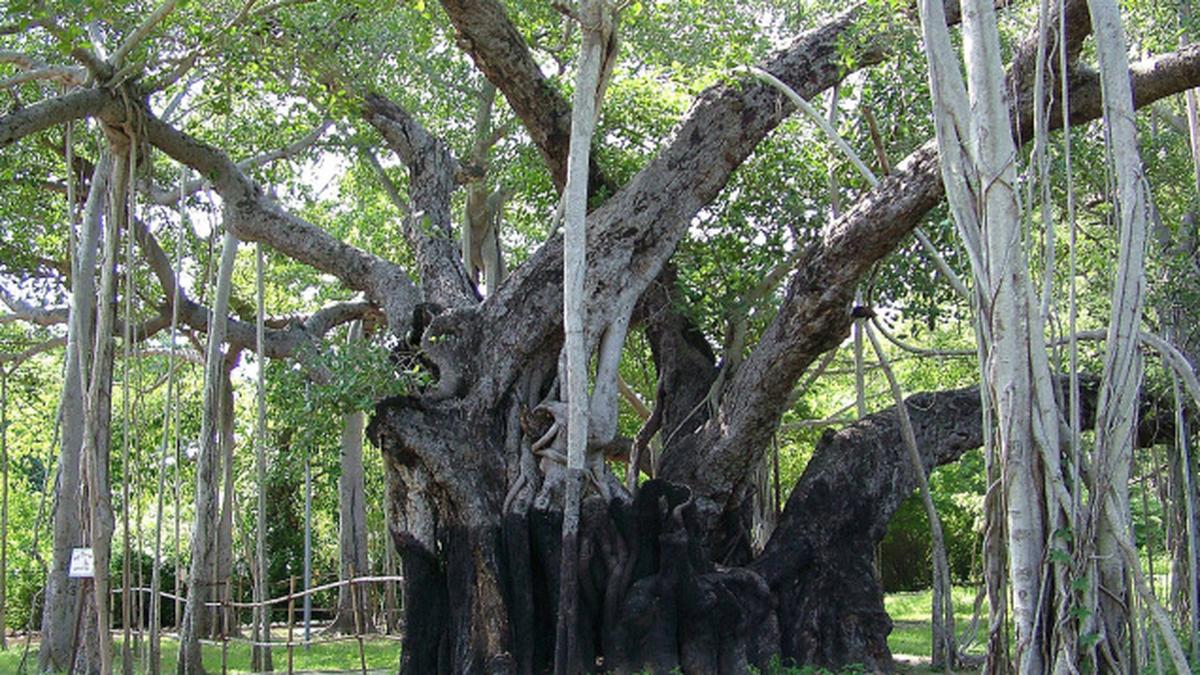 A for Adyar - The Hindu