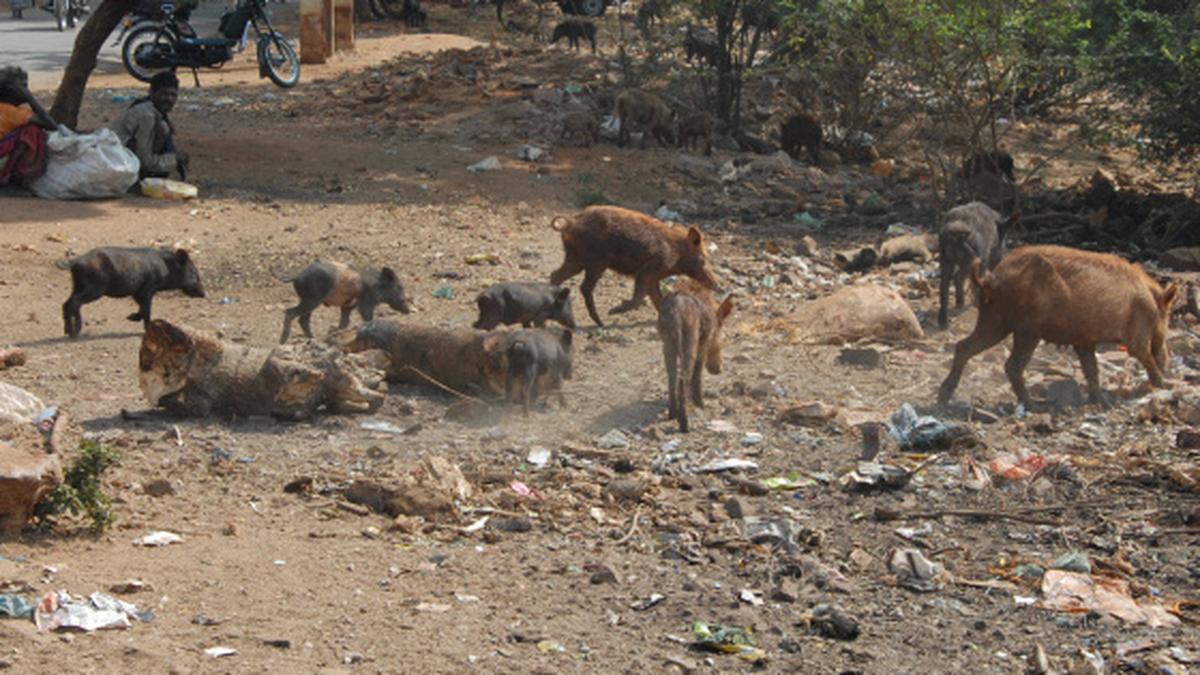 Pig menace turns vexatious as councillors dither over regulation - The ...