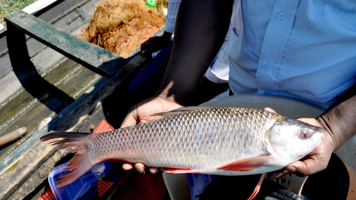 Participatory fish census at Vellayani lake - The Hindu