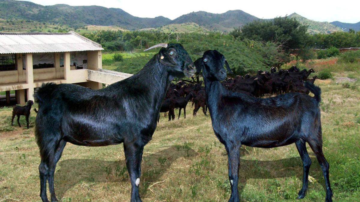 Attappady to become State’s goat hub - The Hindu