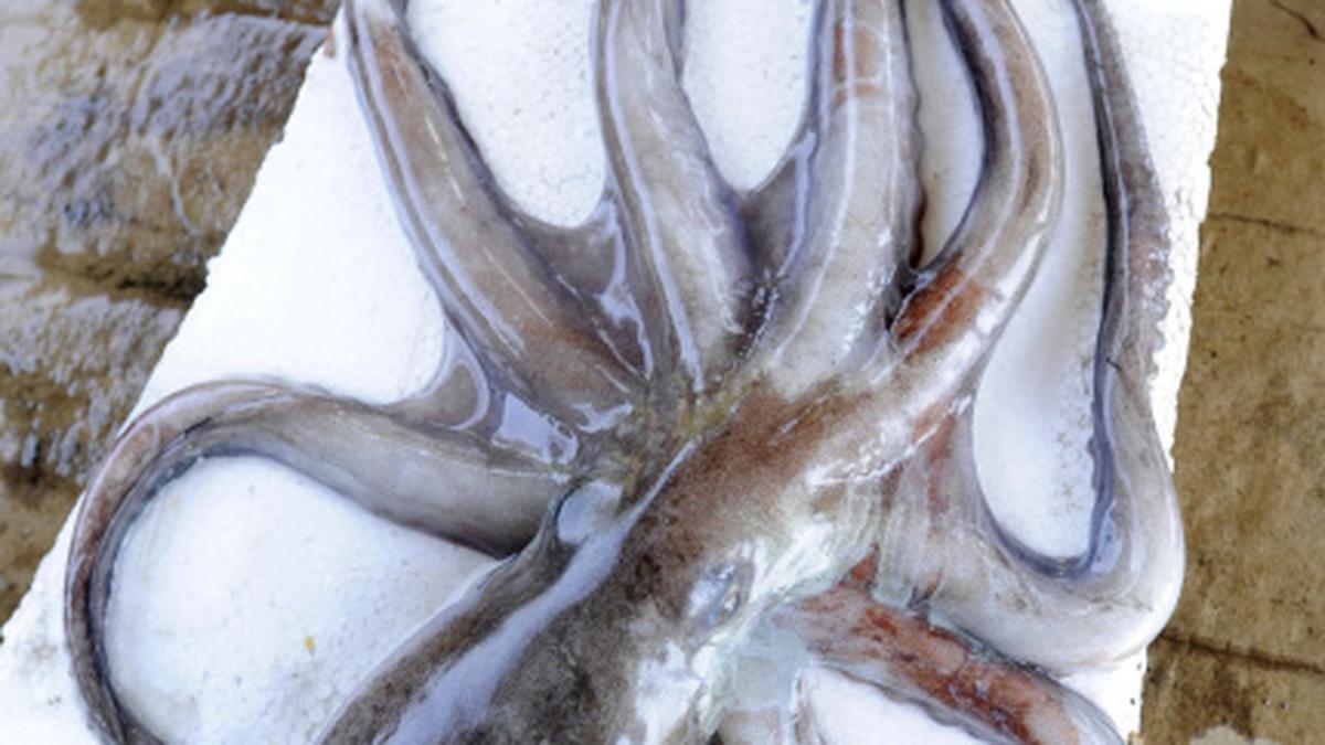 Octopuses come calling in Kochi’s saline backwaters - The Hindu