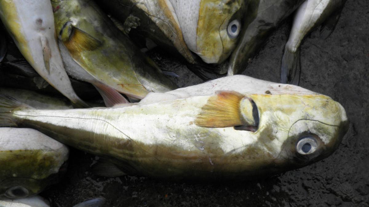 Puffer fish proliferate in Arabian Sea as predators vanish - The Hindu