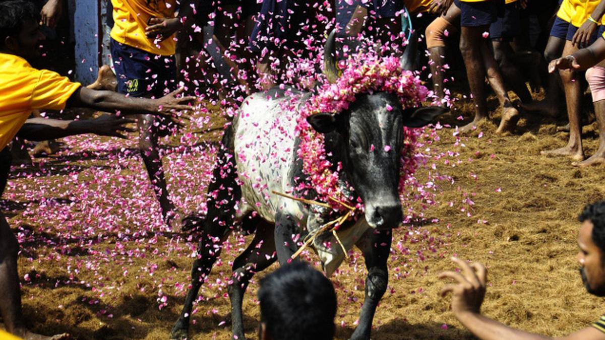 650 bulls steal the show - The Hindu