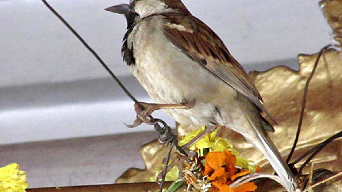 Tweet for the bird - The Hindu