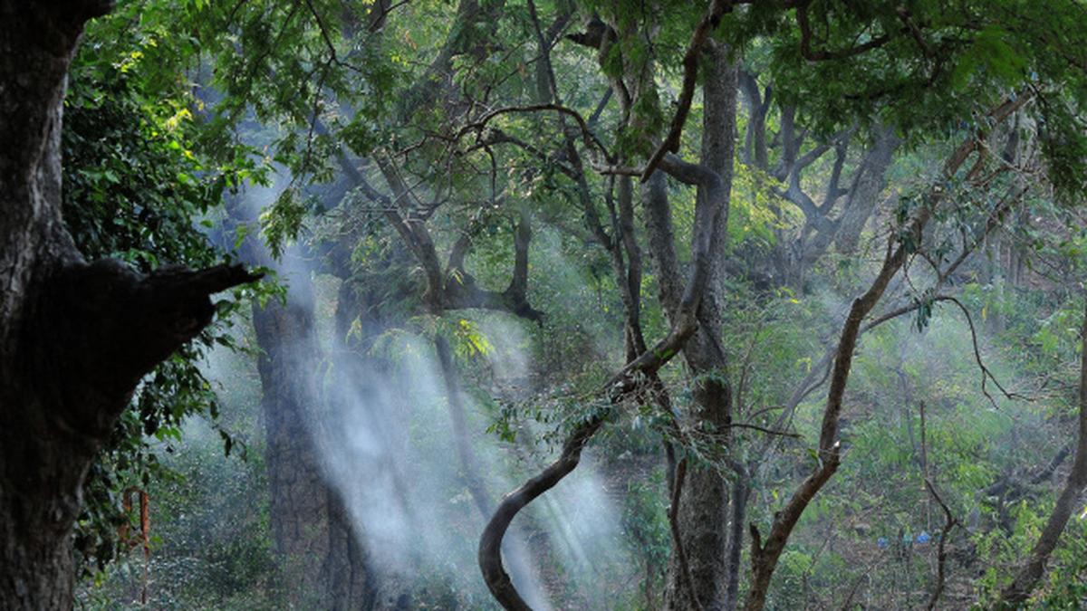 How green Madurai is… - The Hindu