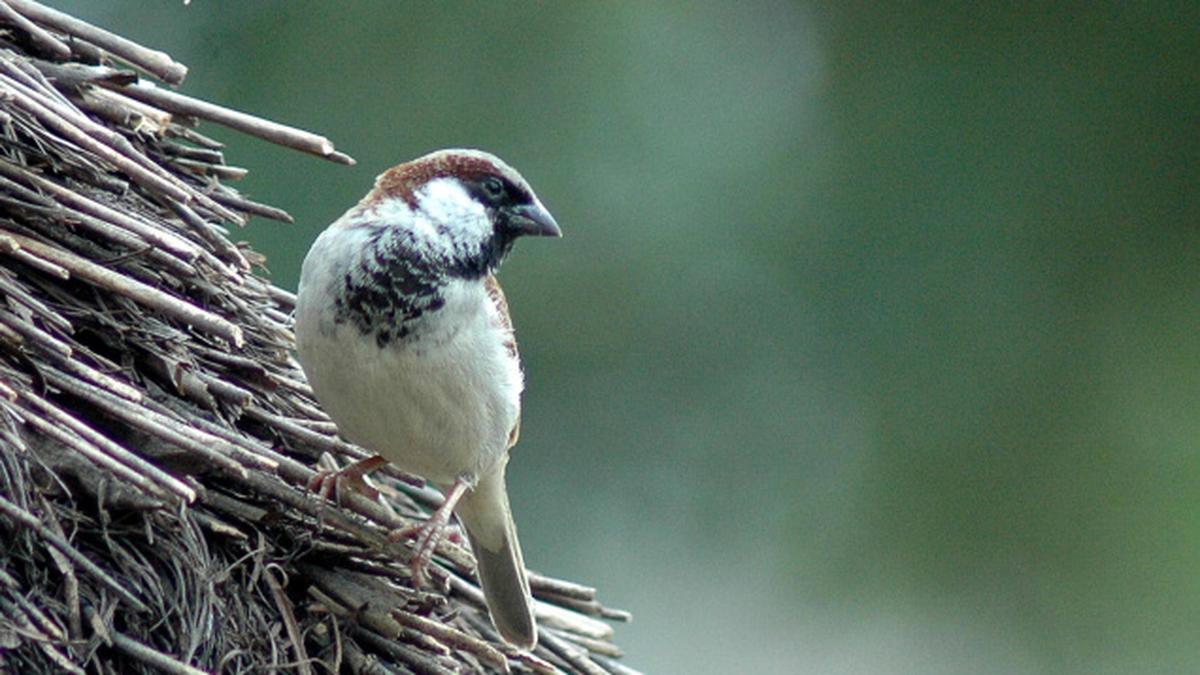 The sparrow expedition - The Hindu