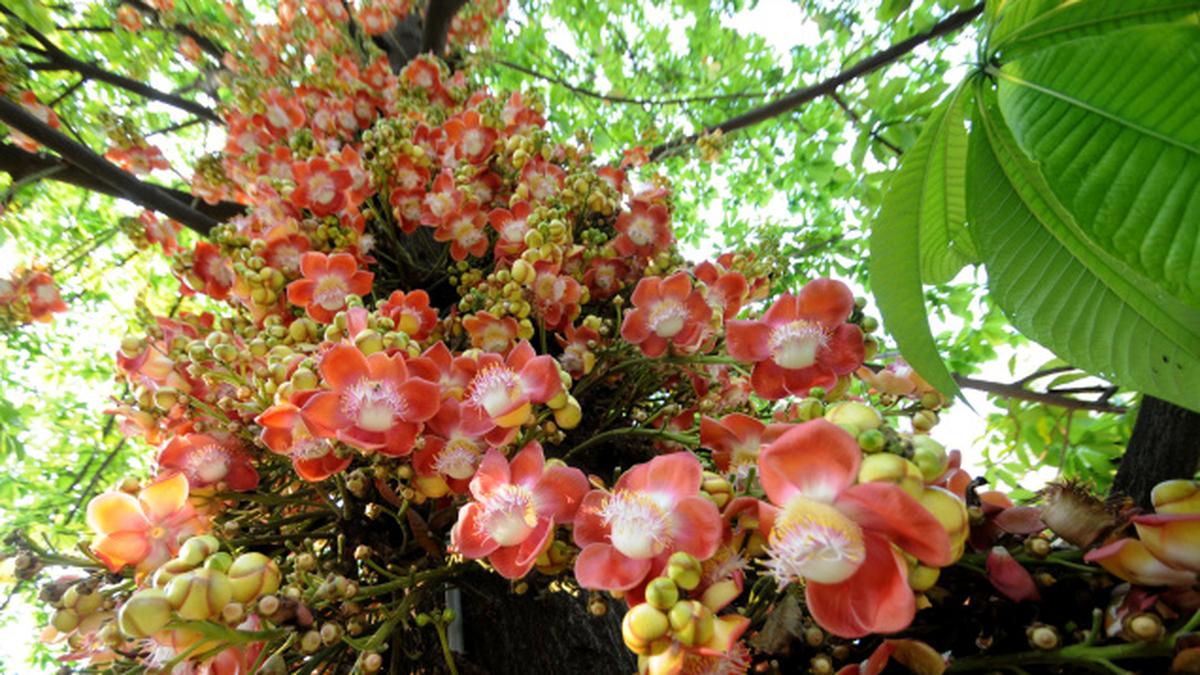 Feast for the eyes - The Hindu