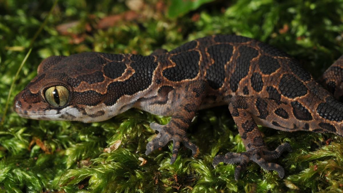 Lizard species rediscovered after 135 years - The Hindu