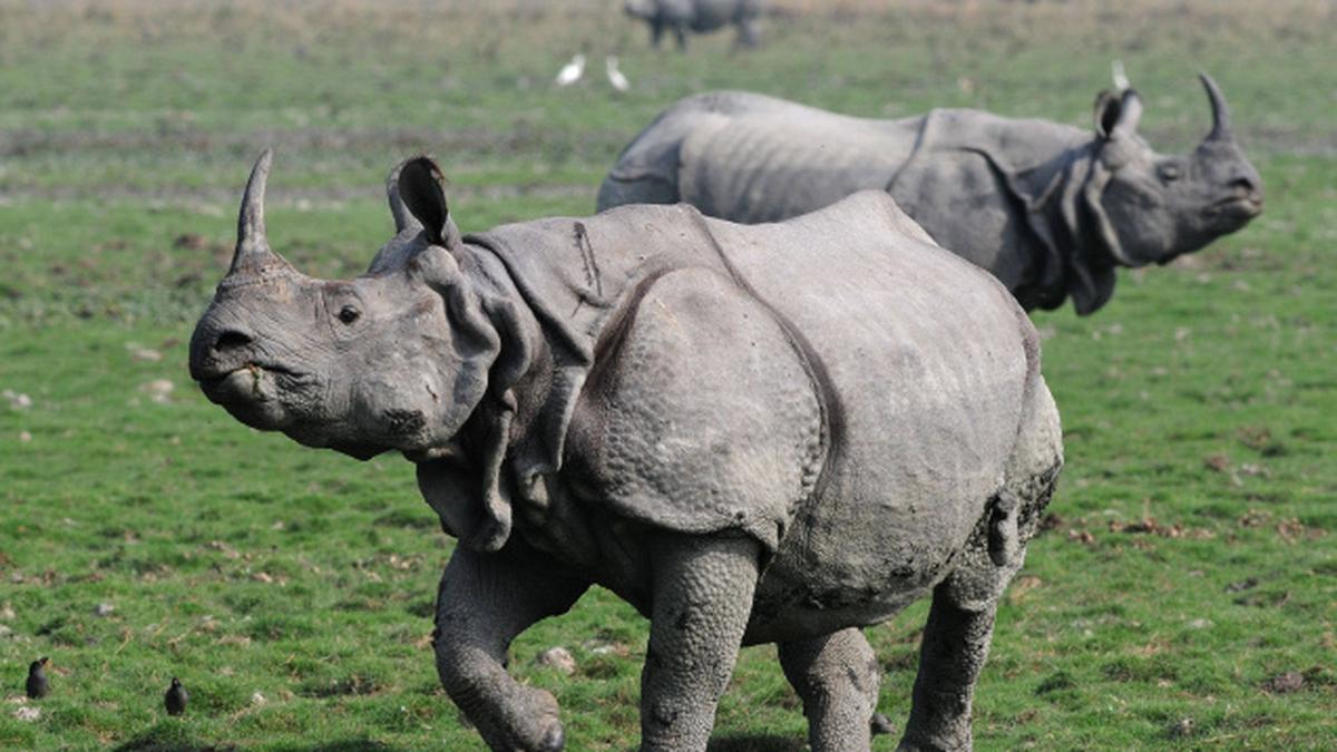 Rhino population rises in Kaziranga: Census - The Hindu