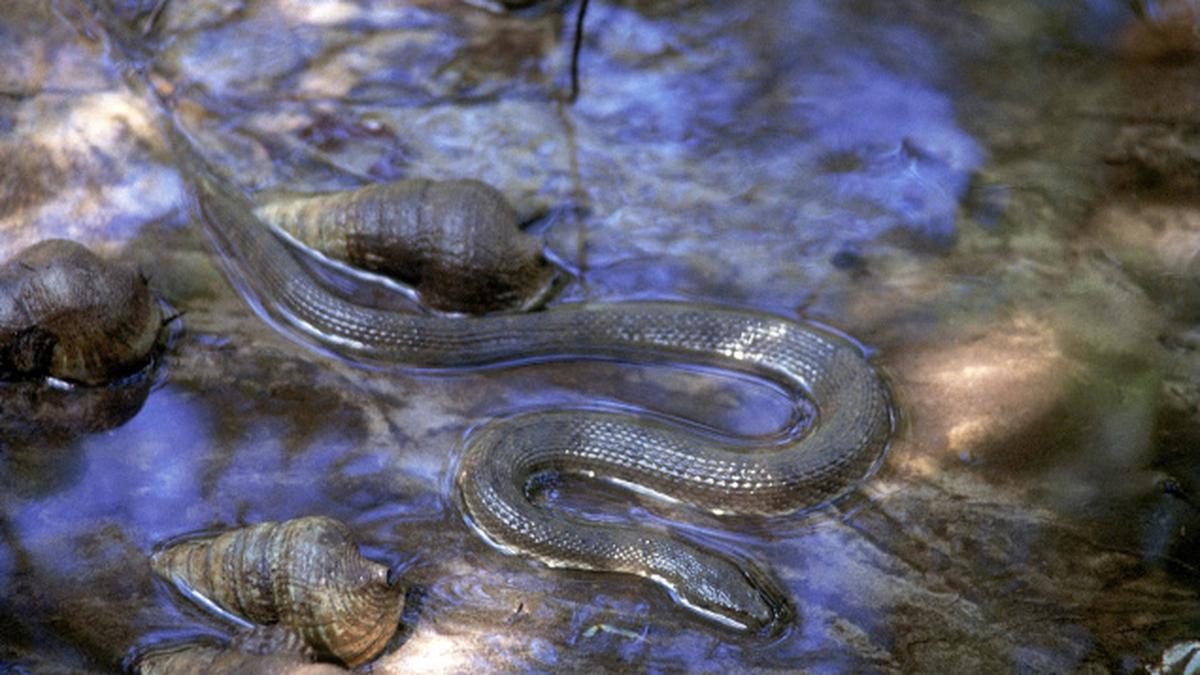 The name of the snake - The Hindu