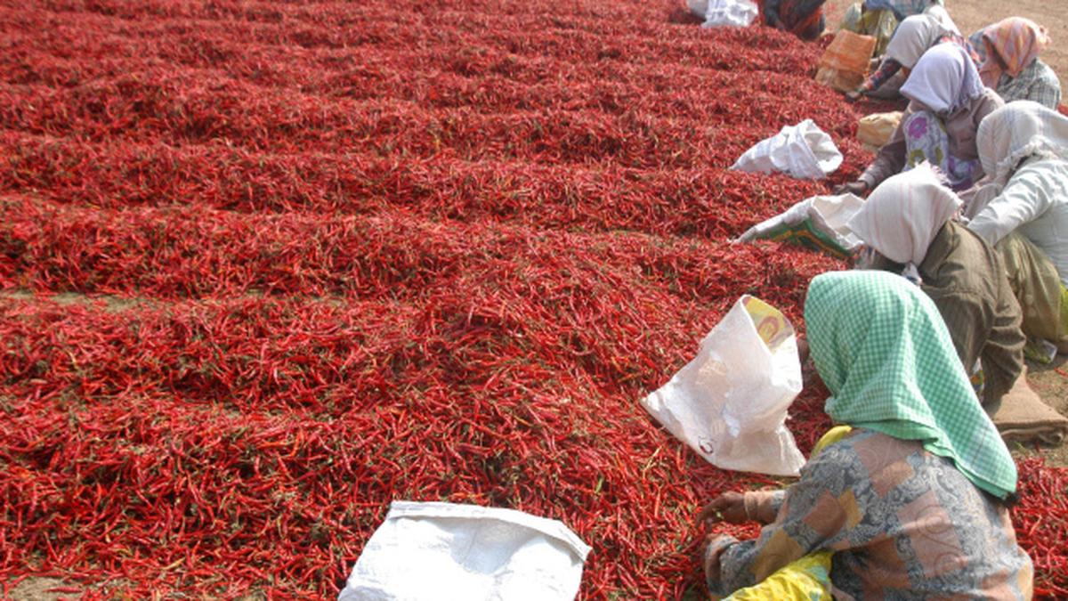 Mirchi farmers feel the pinch - The Hindu