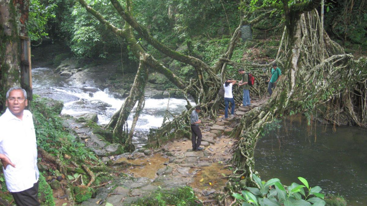Living root bridges of Meghalaya - The Hindu