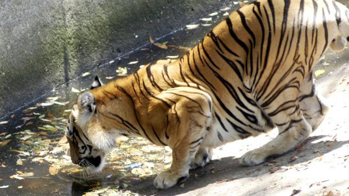 Tiger mess up now in full light - The Hindu