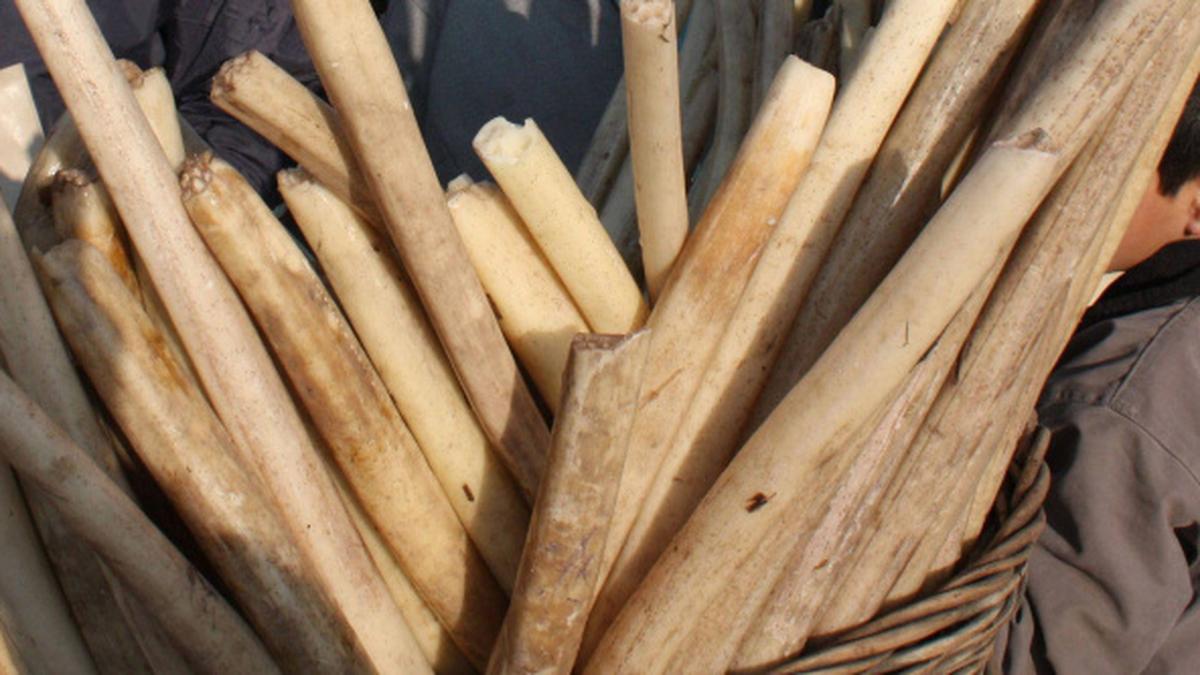 Succulent stem - The Hindu