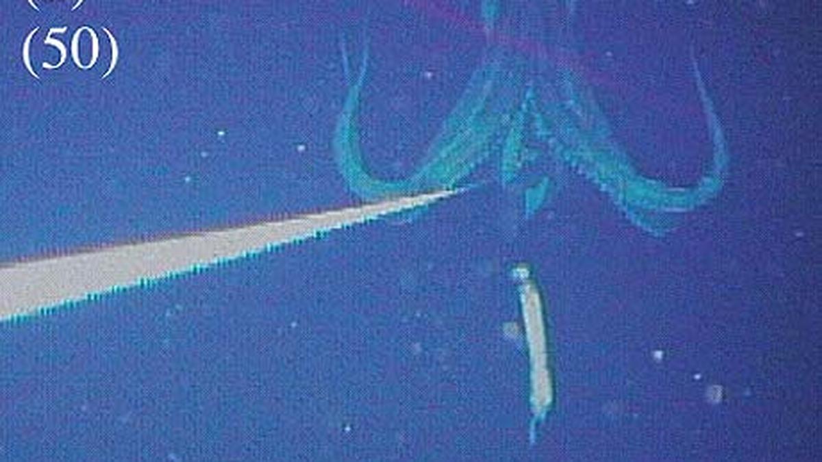 First-ever video footage of the Giant Squid? - The Hindu