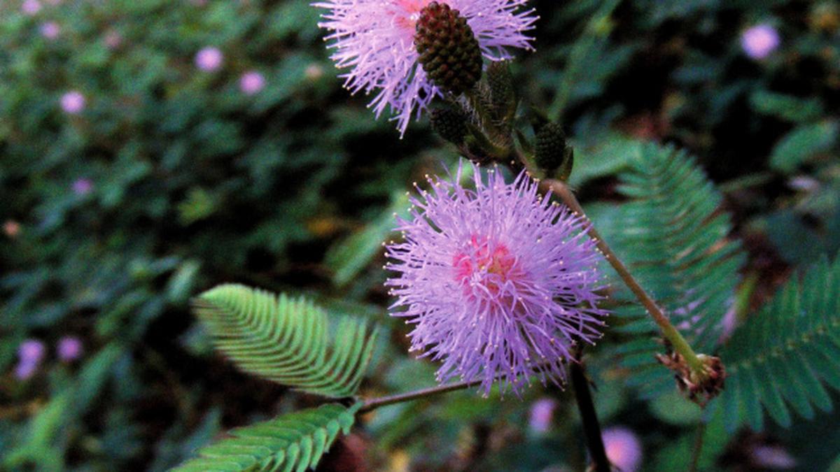 Plants respond to touch - The Hindu