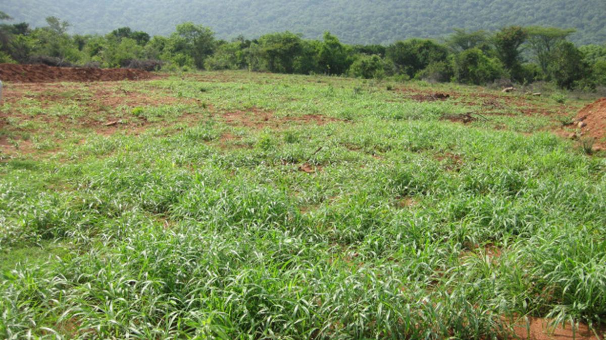 Focus on fodder bank, water sources to reduce human-animal conflicts ...