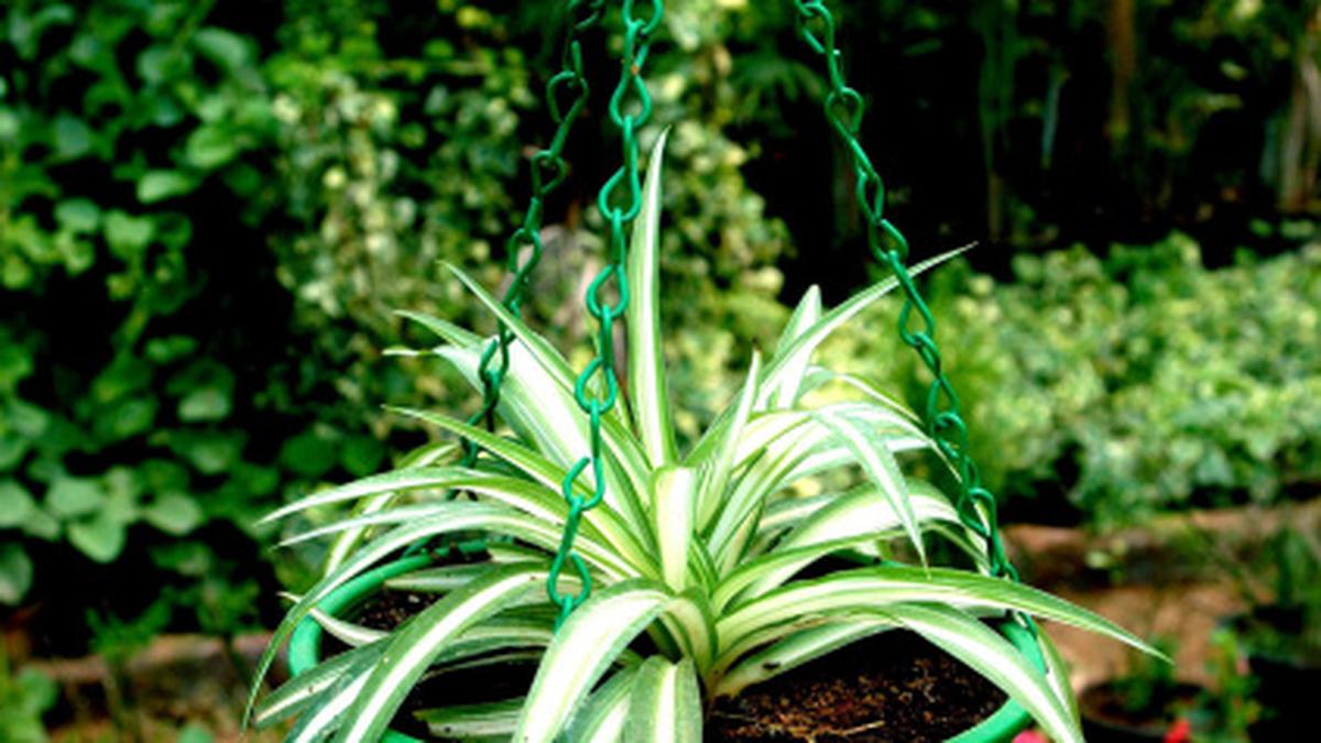 Hanging by a thread - The Hindu