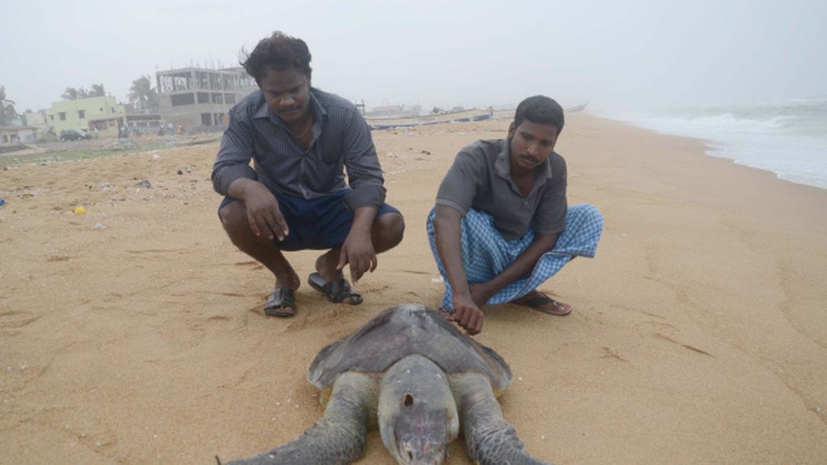 Dead turtle washes ashore at Palavakkam - The Hindu