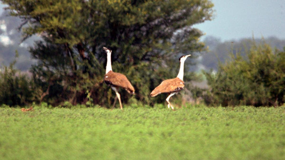 Great Indian Bustard sighted in Chelugurki - The Hindu