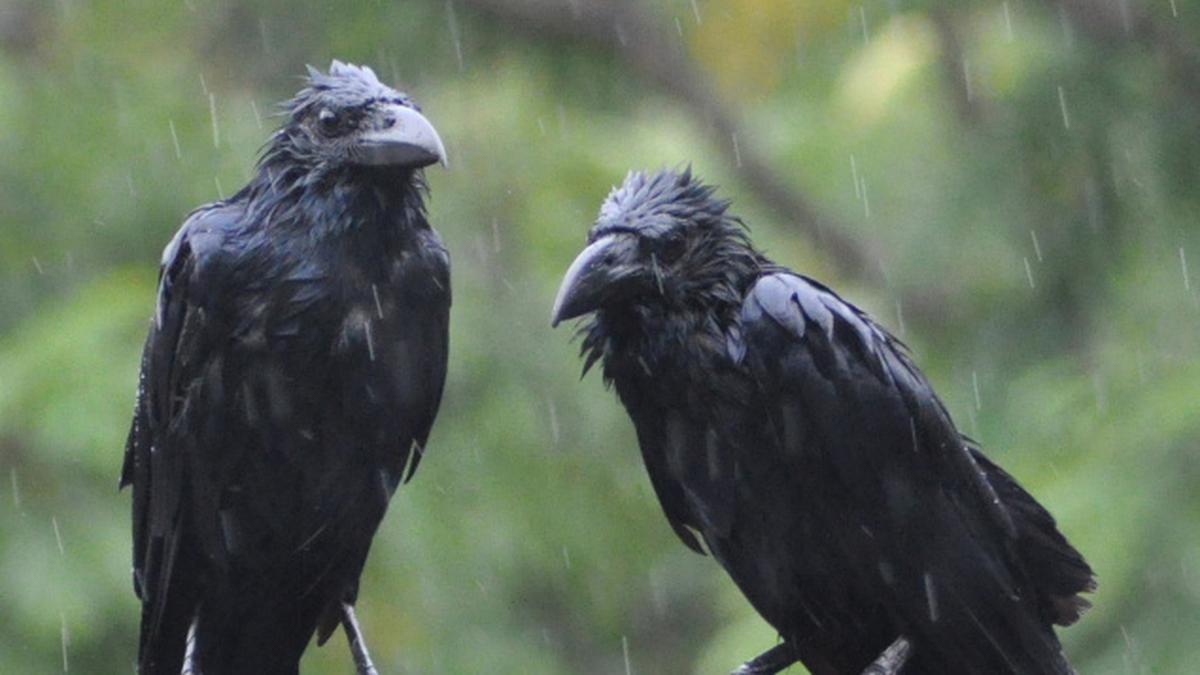 And Shutterbug-V winner is... - The Hindu