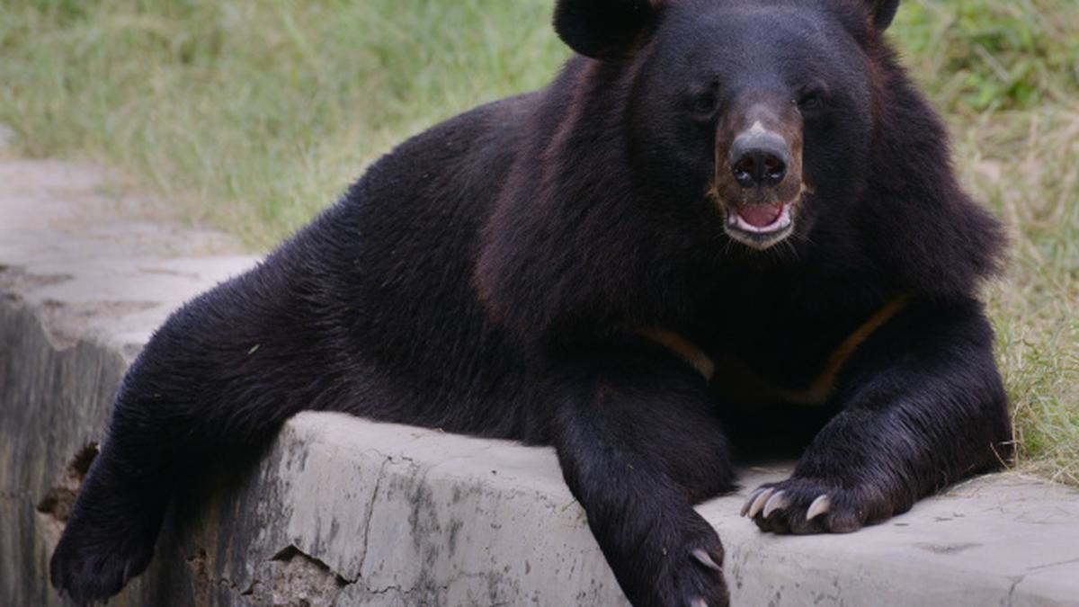 Re-inventing the public image of bears - The Hindu