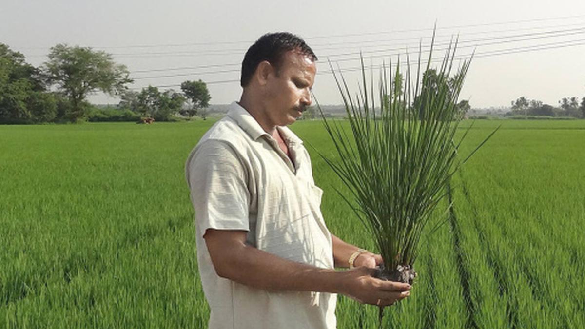 SRI system revives popularity of paddy cultivation - The Hindu