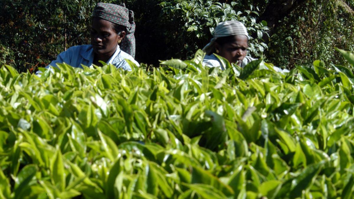 South Indian tea prices rule high - The Hindu
