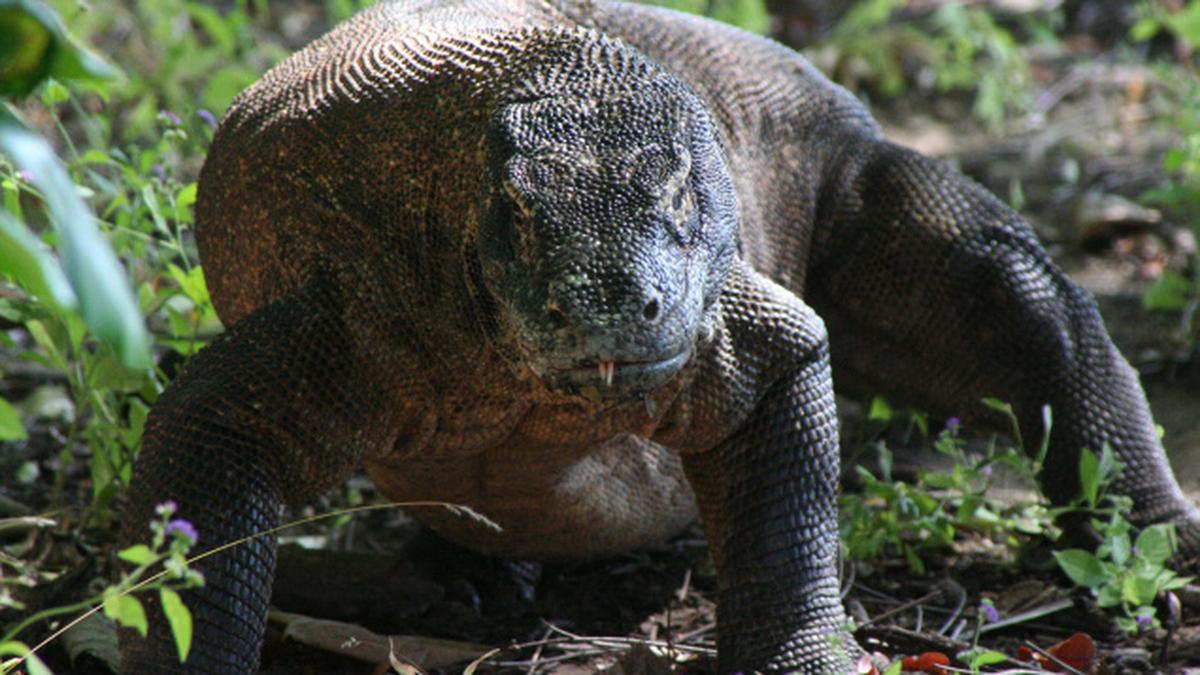 Lizards of horror - The Hindu