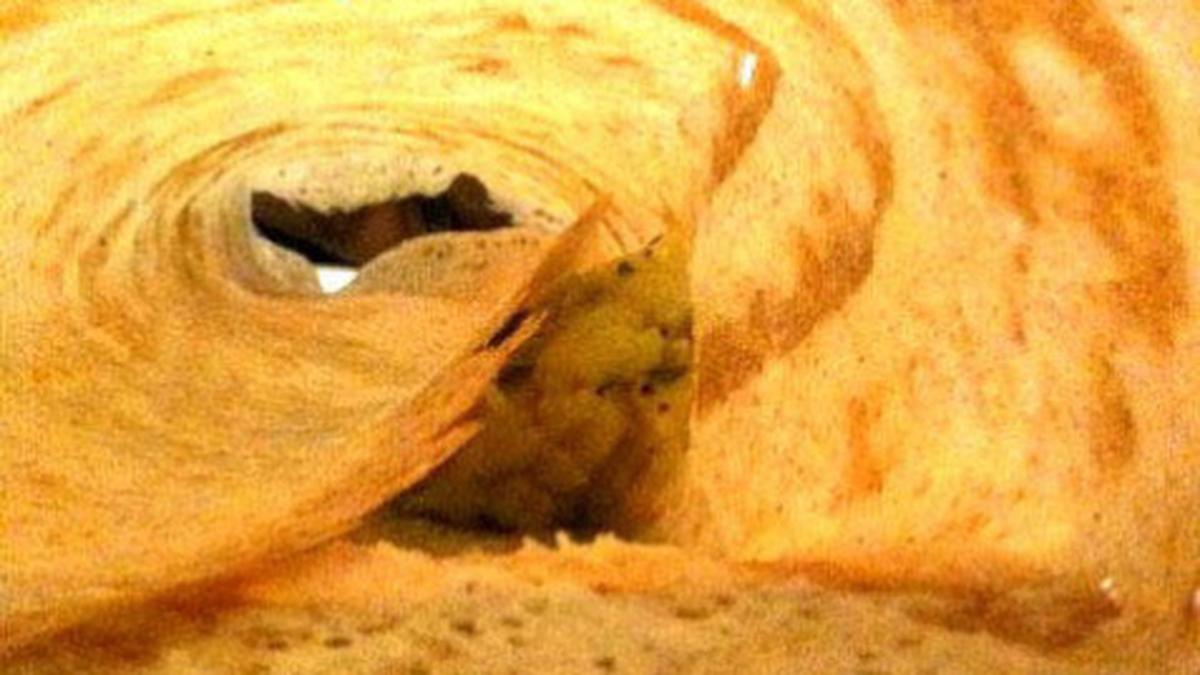 Shutterbug 4 winner announced - The Hindu