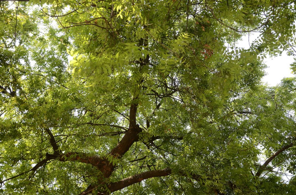 A sweet tale of how neem trees yield money - The Hindu