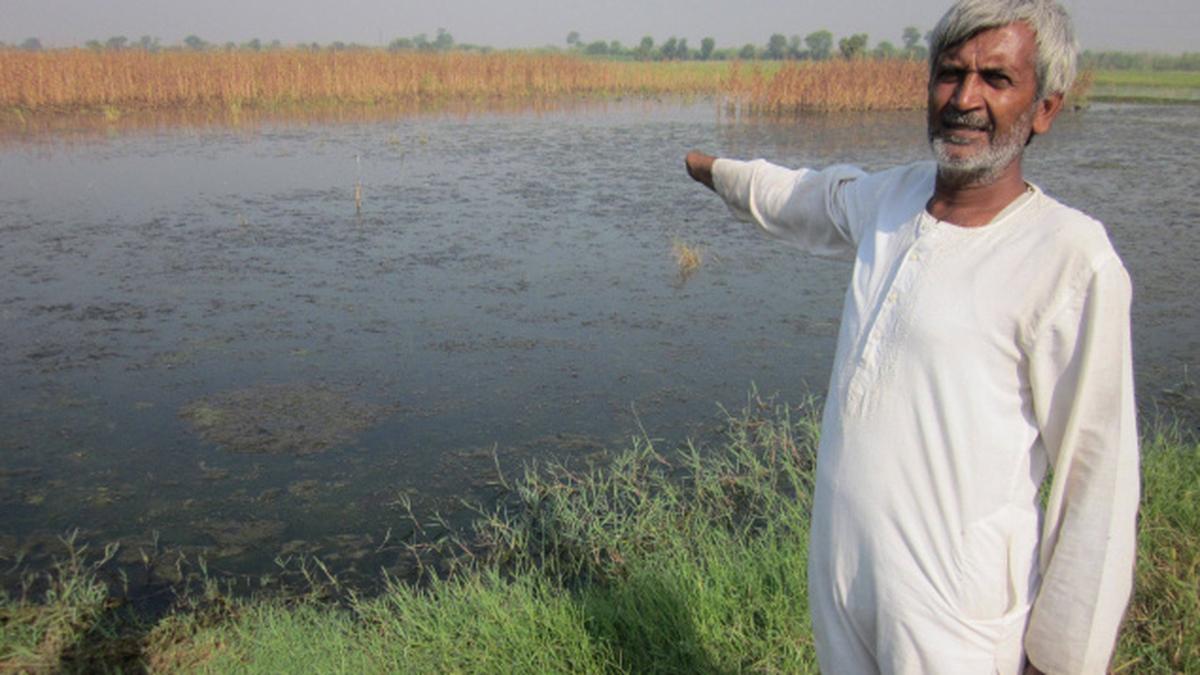 People in this village pray for drought - The Hindu