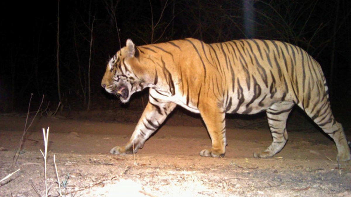 Chenchus help in managing tiger reserve better - The Hindu