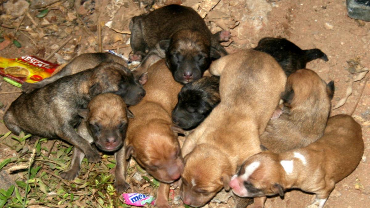 Puppy boom cause for concern - The Hindu