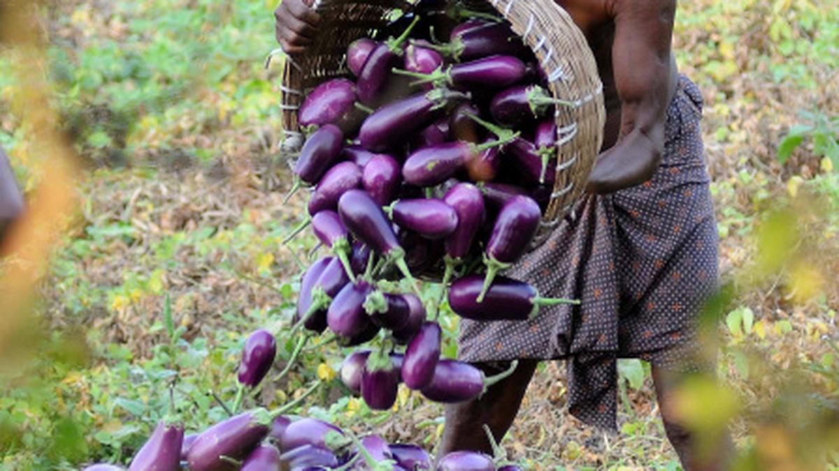 Traditional breeding outperforms genetic engineering - The Hindu