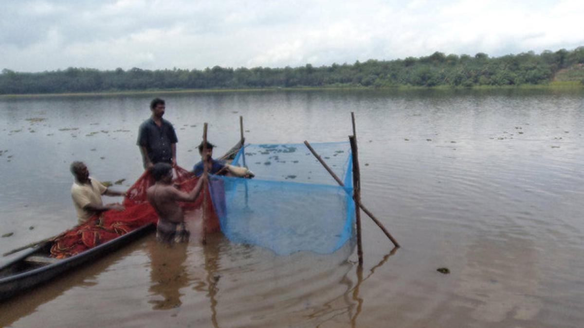 Integrated duck and fish farming pays rich dividends - The Hindu