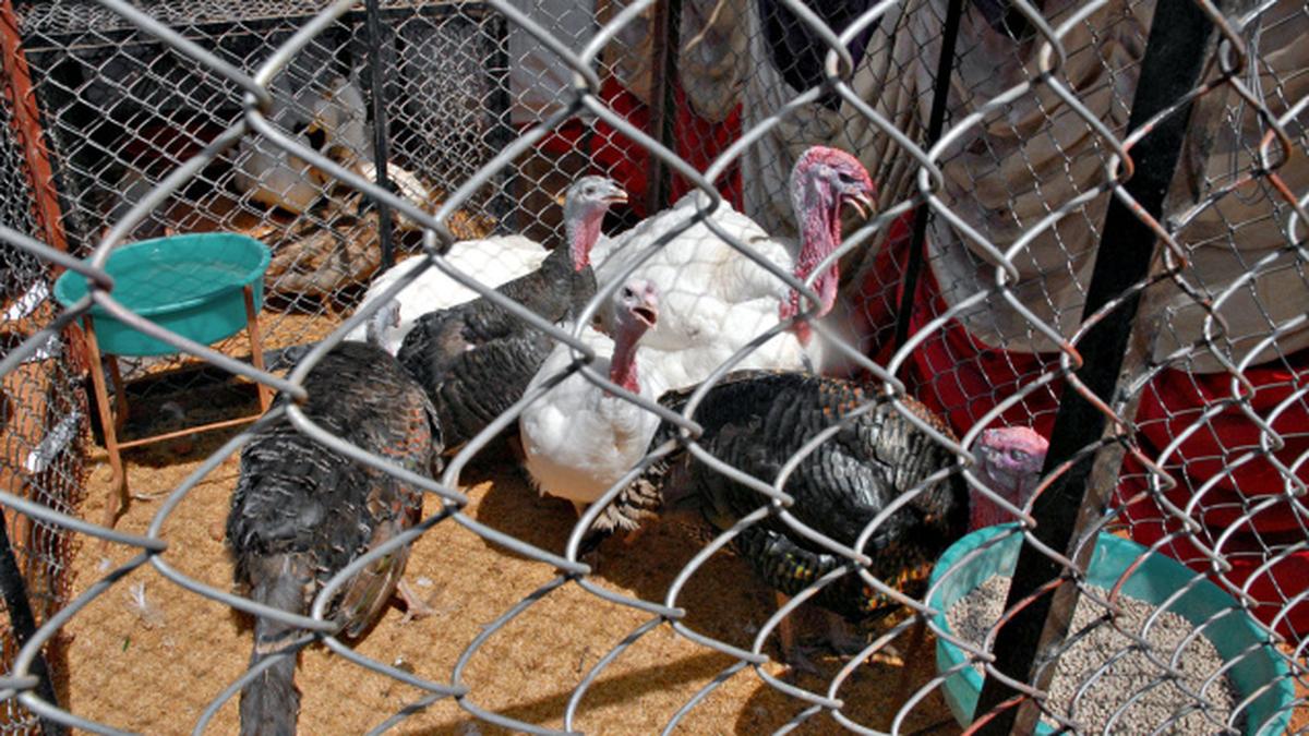 3,600 turkeys die of bird flu in 13 days at Hesarghatta - The Hindu