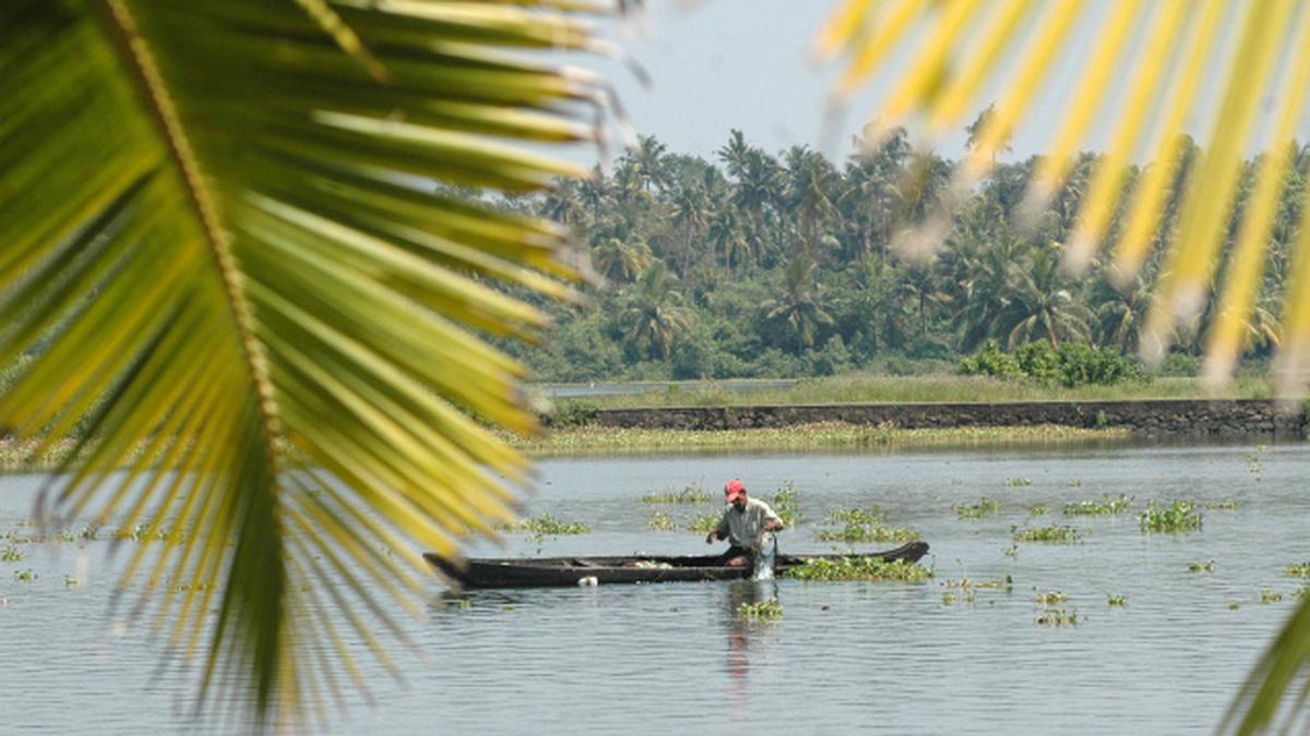 Kumbalam emerging as a backwater tourism hub - The Hindu