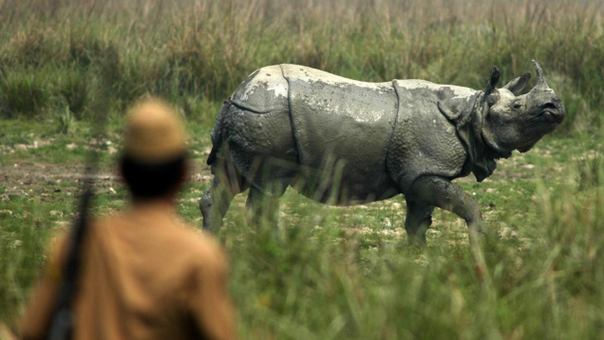 Two rhino poachers arrested in Assam - The Hindu