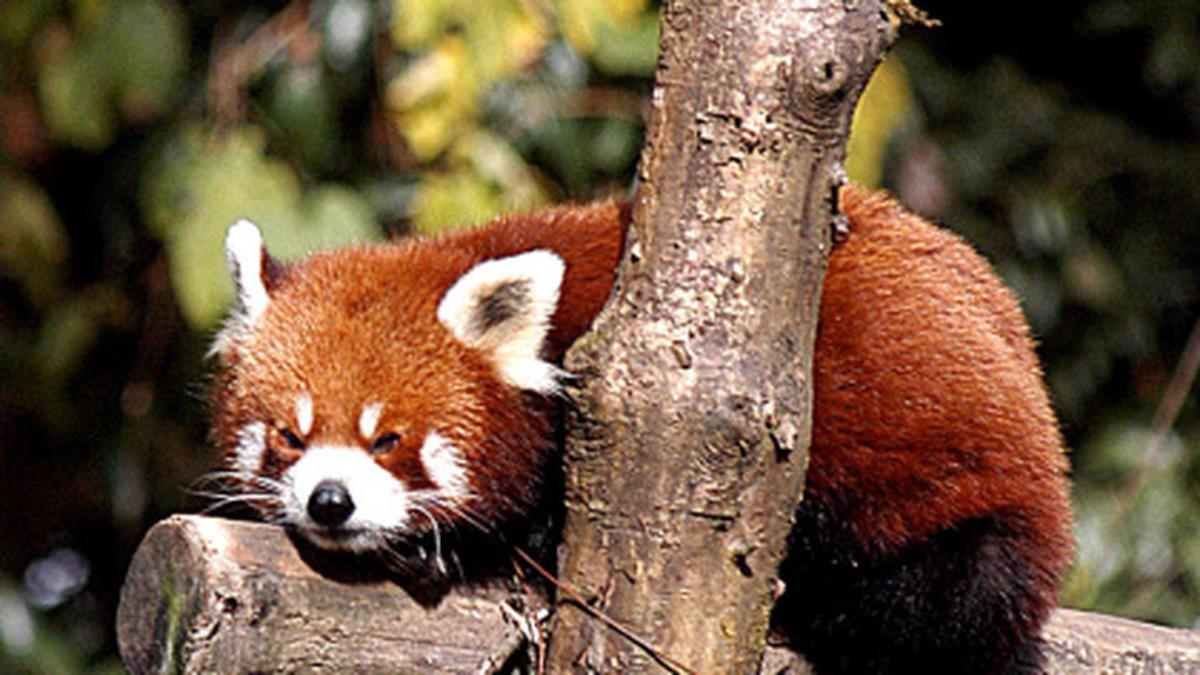 Wah, wah! - The Hindu