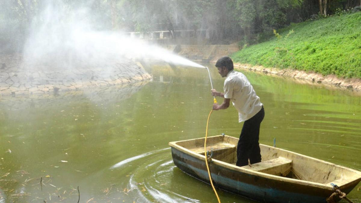 Bugs come to the rescue of Bangalore’s dying ponds - The Hindu