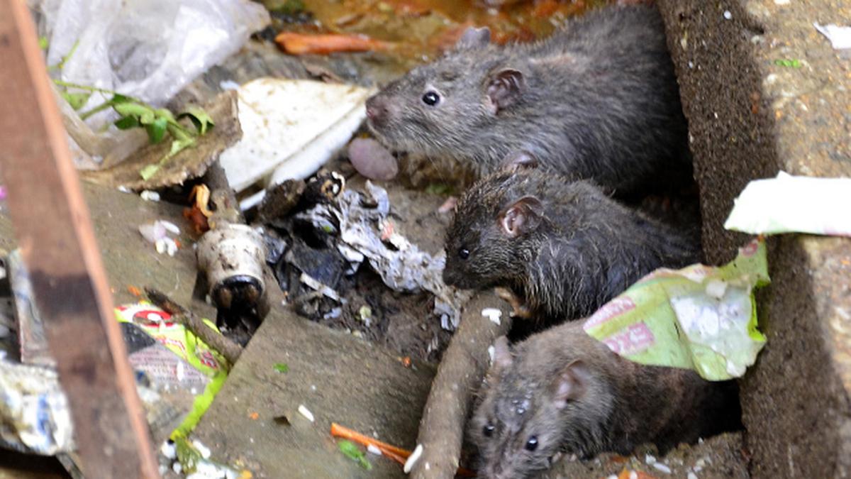 Rats! And this is supposed to be a hospital - The Hindu