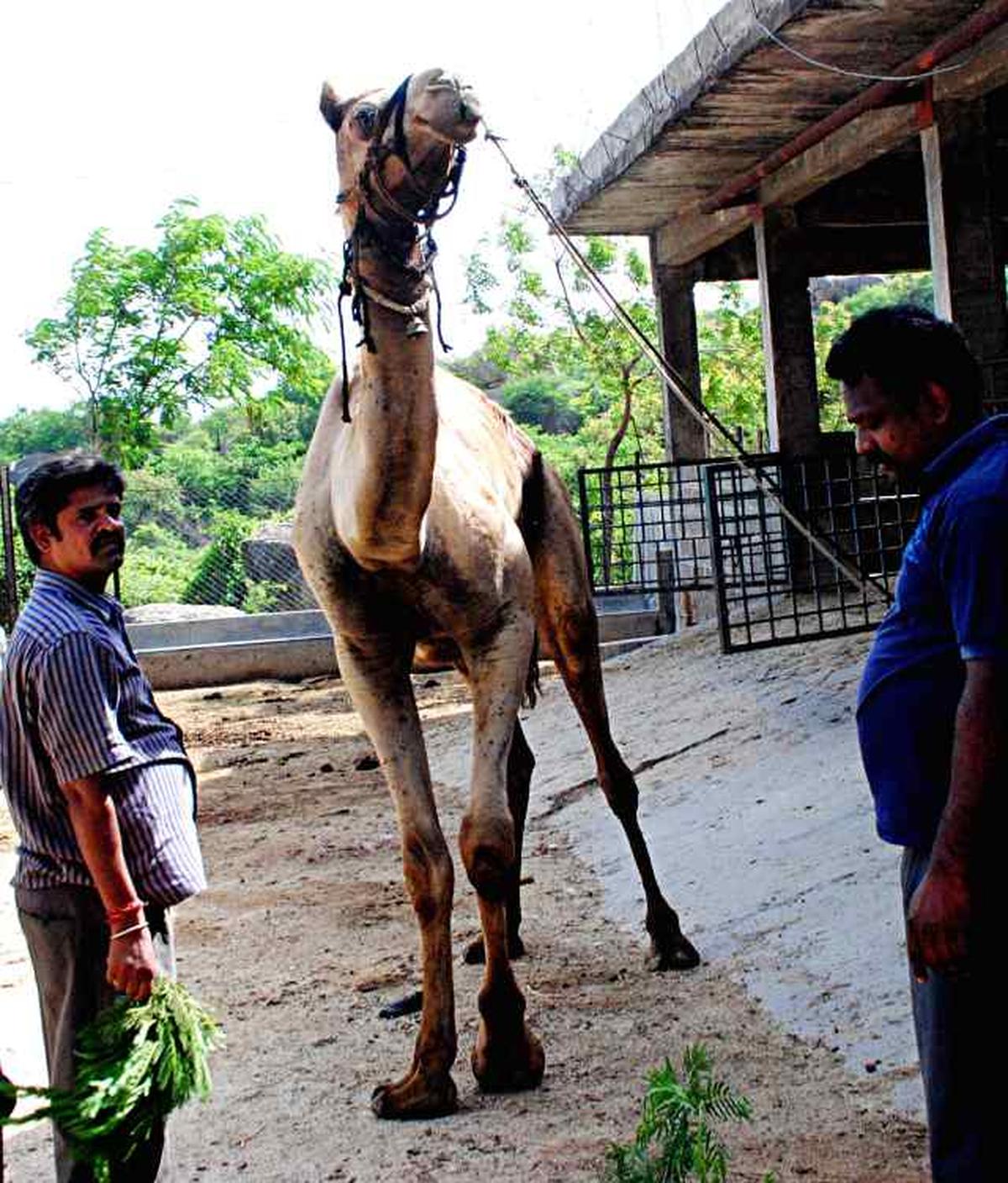 Deserted camel has a broken leg - The Hindu