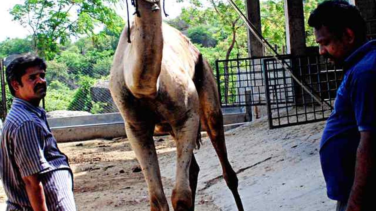 Deserted camel has a broken leg - The Hindu