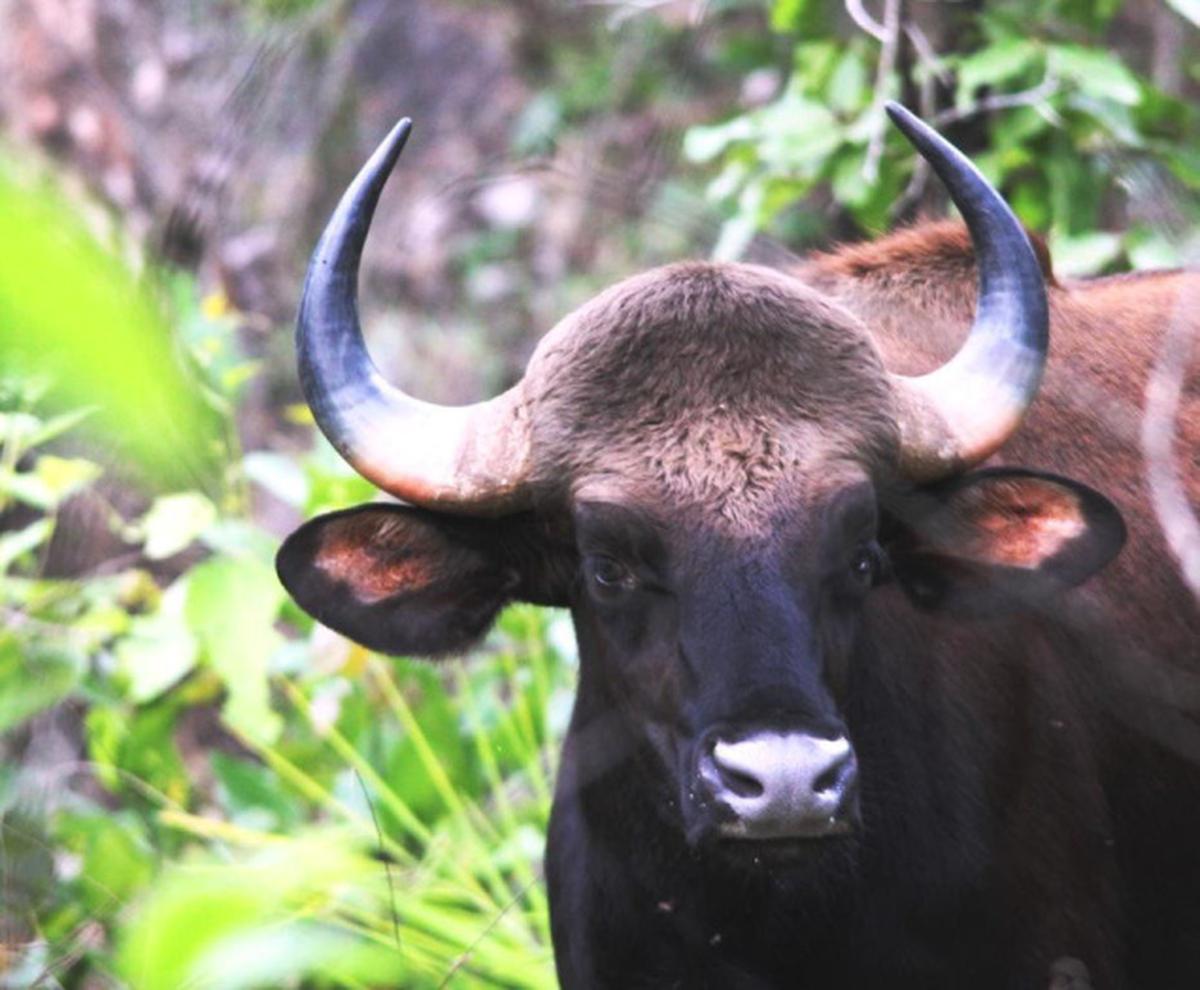 Indian Gaur