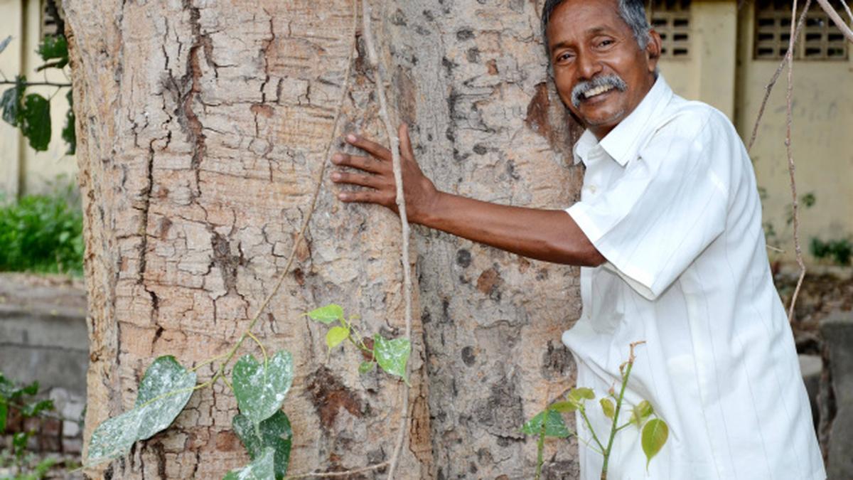 The old man and the trees - The Hindu