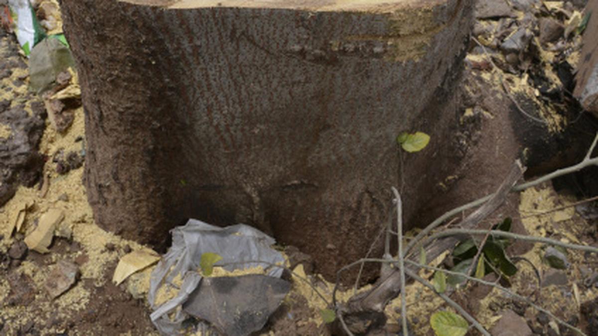 10-year-old tree in Coimbatore axed - The Hindu