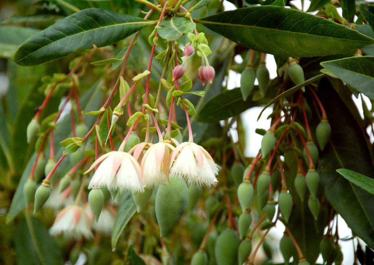 Rudraksha Tree In Kerala